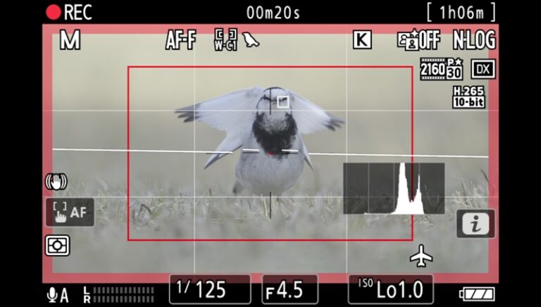 Nikon Z50II 野鳥撮影 【NIKKOR Z 400mm f/4.5 VR S】超望遠の単焦点レンズ。 | JimaTube.com